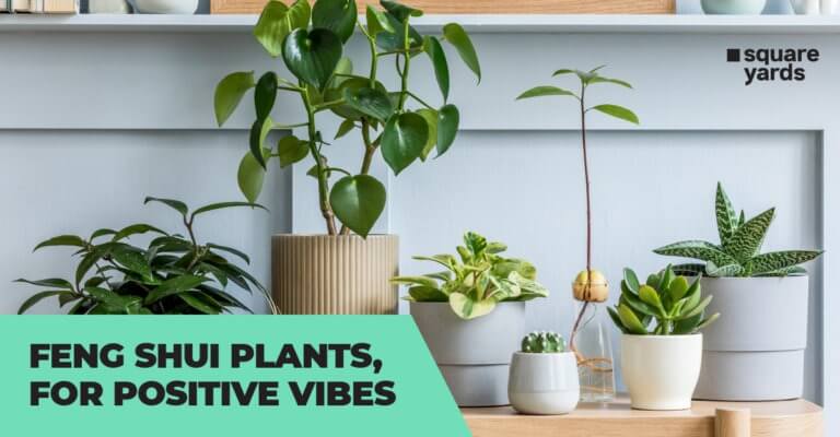 Feng Shui Plants that promote positive vibes in your home