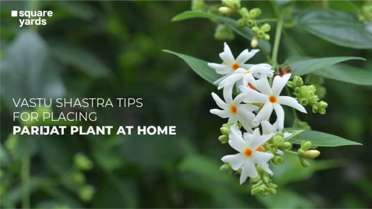 Parijat Tree - Care, Plant Benefits and Vastu Tips